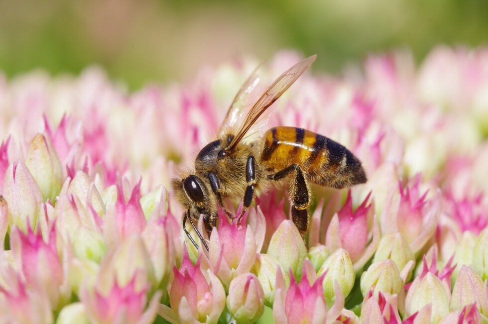 Blog - Holistic Homeopathy